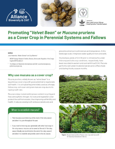 Promoting “velvet bean” or mucuna pruriens as a cover crop in perennial systems and fallows